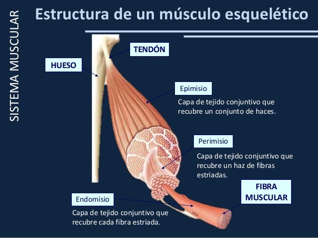Clase 1 sistema osteomuscular