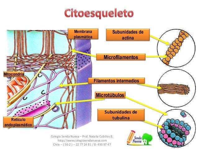 Clase 1 teoria celular