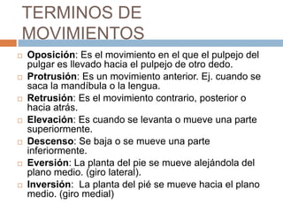 Clase1 terminosy planos | PPT