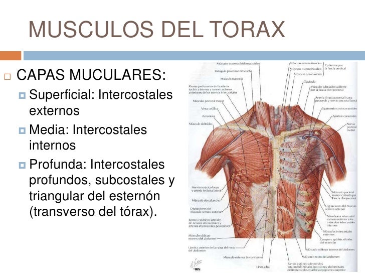 Clase1 torax