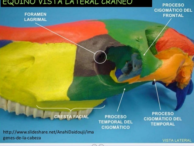 anatomia II primera clase
