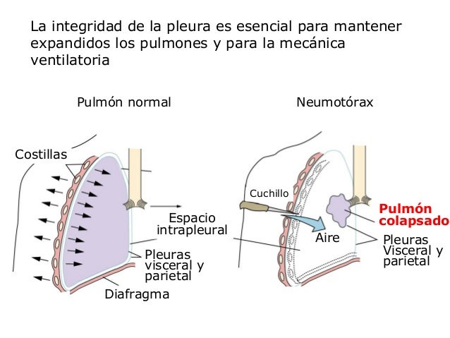 Clase 2. Fisiologia Respiratoria