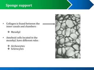 CLASE 2. Poriferos.pptx laboratorio de zoología | PPT