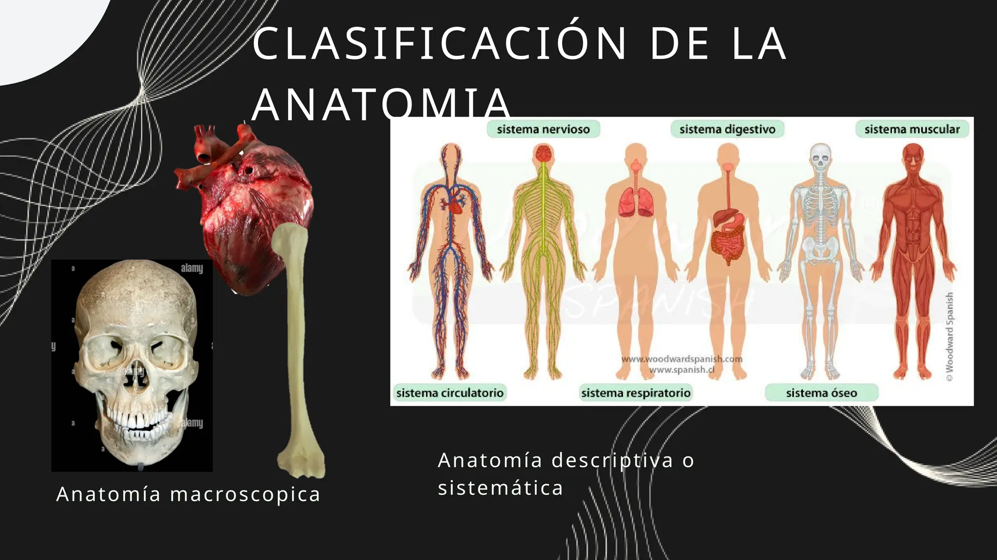 CLASE 2.- ANATOMIA Y SUS GENERALIDADES.pptx