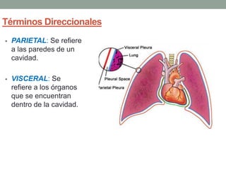 Posición Anatómica Y Términos Direccionales