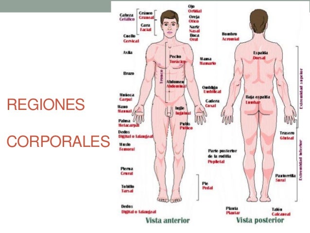 Clase2 Introducción A La Anatomomofisiología Aplicada