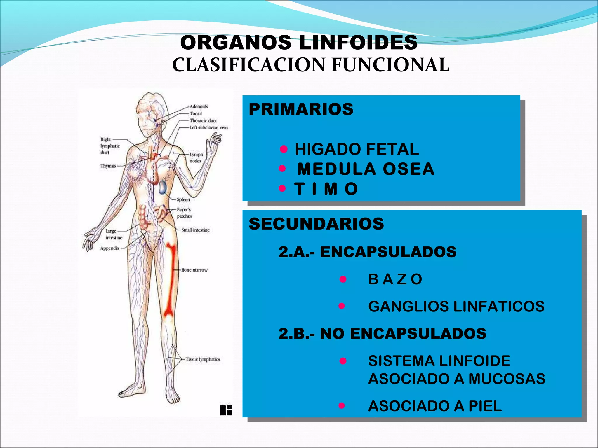 CLASE #"2-ORGANOS LINFOIDES (INMUNOLOGIA) | PPT