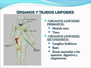 órganos Y Tejidos Linfáticos