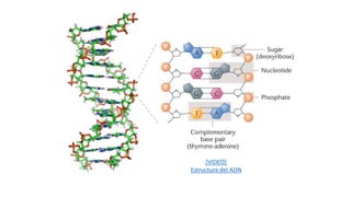 Clase 2 procesos adn | PDF