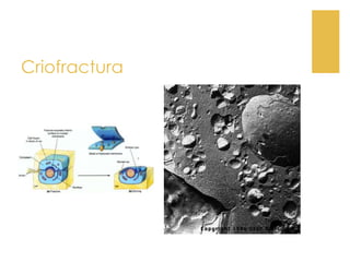 Curso de Microbiología - 02 - Microscopía y técnicas microbiológicas | PPTX