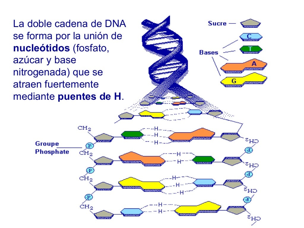Clase 2 Teoria Cromosomica De La Herencia