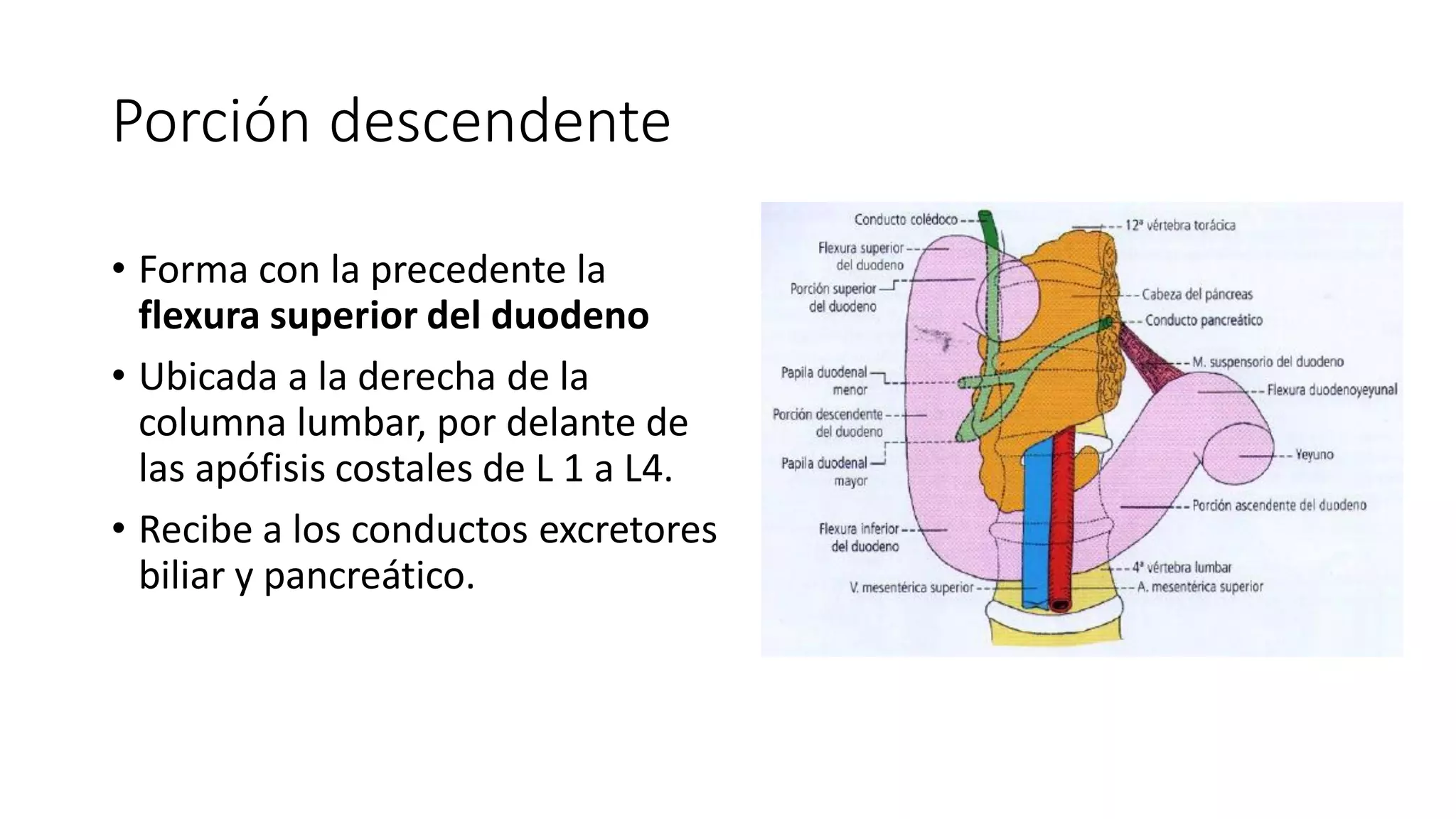 Duodeno. Sistema Digestivo | PDF