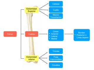 Fémur | PDF
