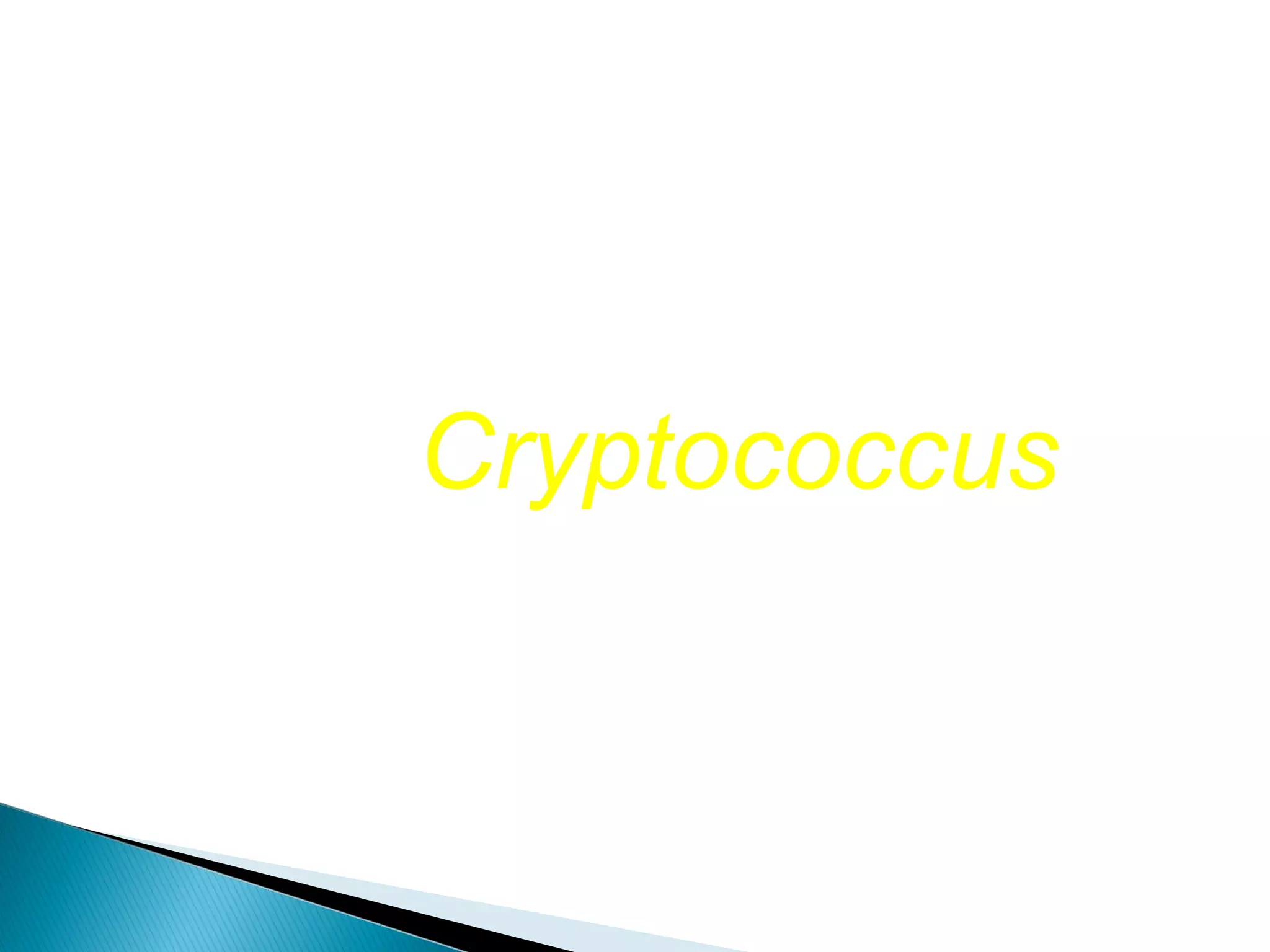 Clase 20 cryptococosis, candidiasis, trichosporonosis y malasseziosis ...