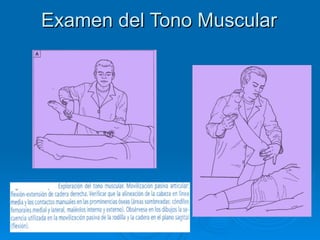 Clase 20 examen tono | PPT
