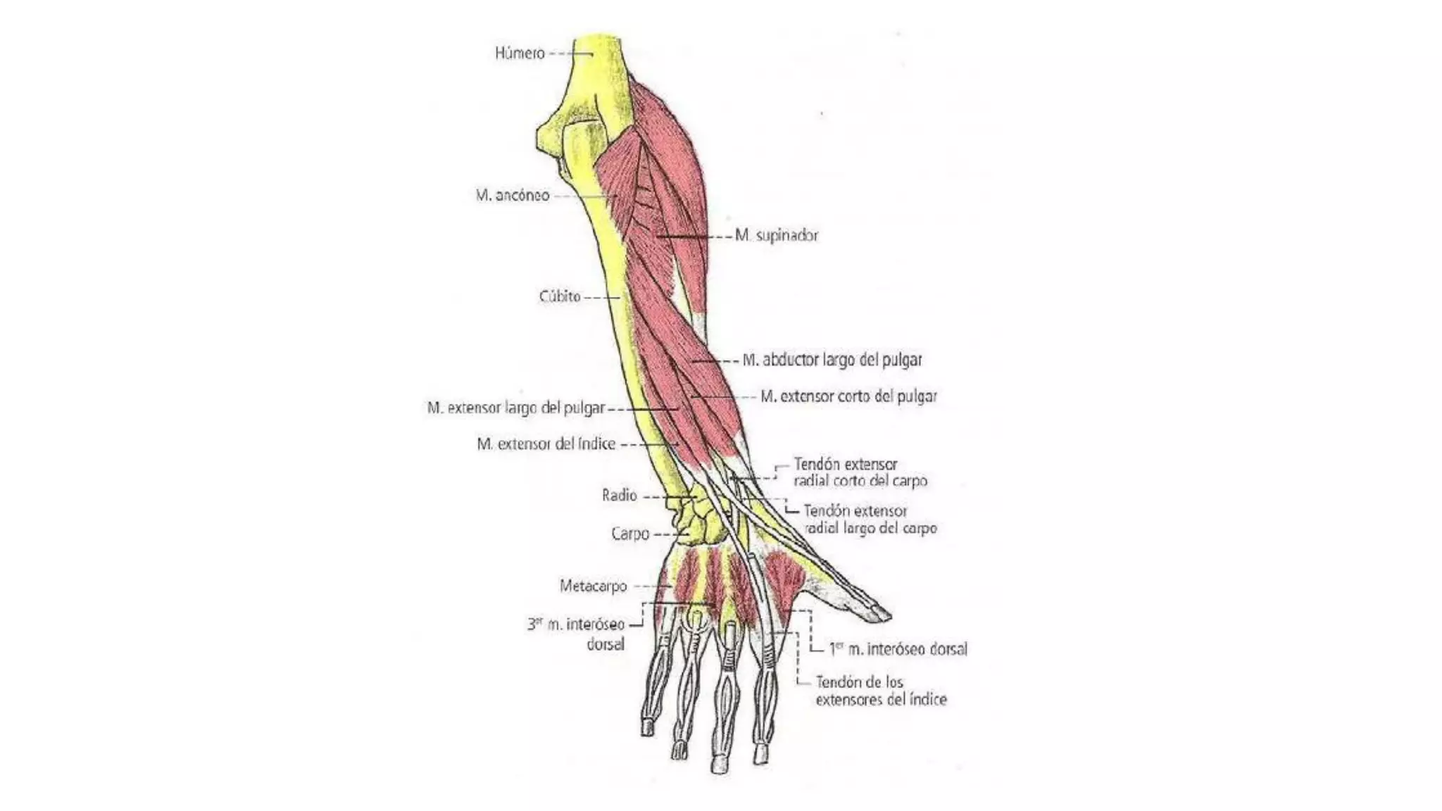 Músculos del antebrazo. Compartimiento Posterior | PDF