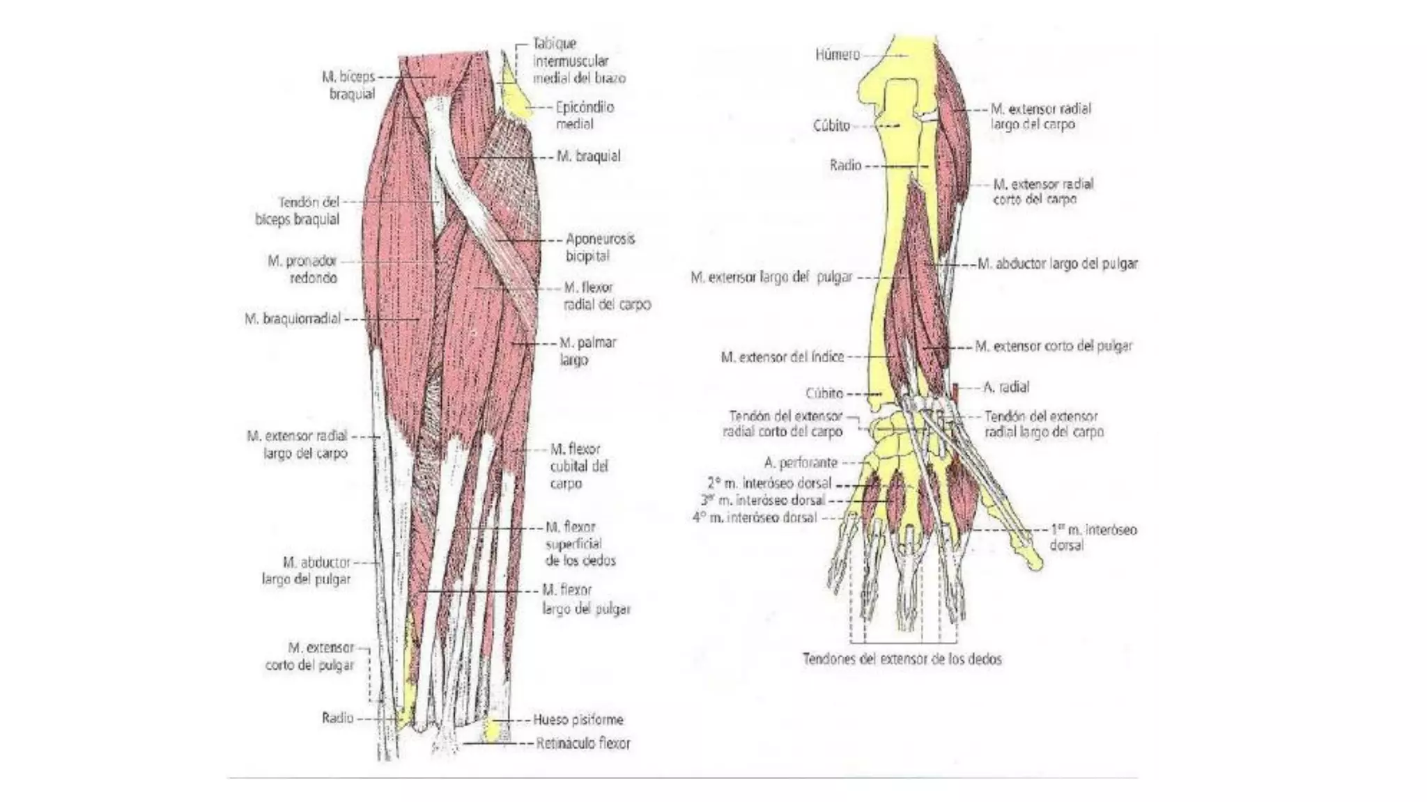 Músculos del antebrazo. Compartimiento Posterior | PDF