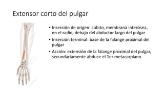 Músculos del antebrazo. Compartimiento Posterior | PDF
