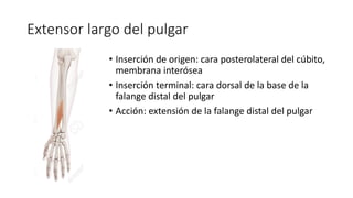 Músculos del antebrazo. Compartimiento Posterior | PDF
