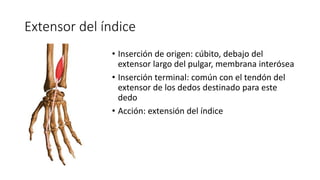 Músculos del antebrazo. Compartimiento Posterior | PDF
