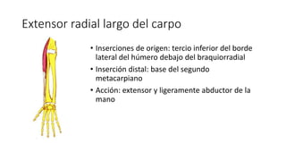 Músculos del antebrazo. Compartimiento Posterior | PDF