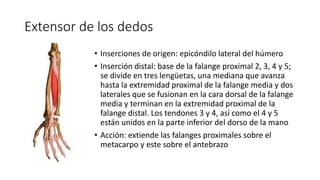 Músculos del antebrazo. Compartimiento Posterior | PDF