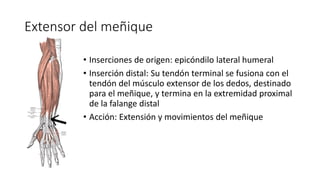 Músculos del antebrazo. Compartimiento Posterior | PDF