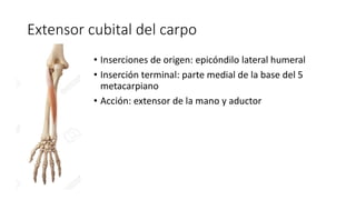 Músculos del antebrazo. Compartimiento Posterior | PDF