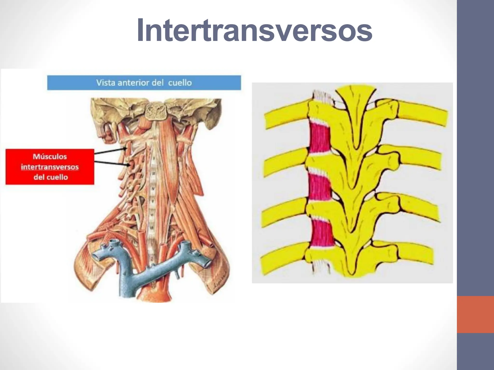 clase 20 miologia de cuello y tronco (1ra Parte) 2024.pdf
