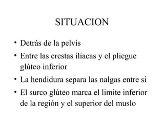 ANATOMIA REGION GLUTEA | PPT