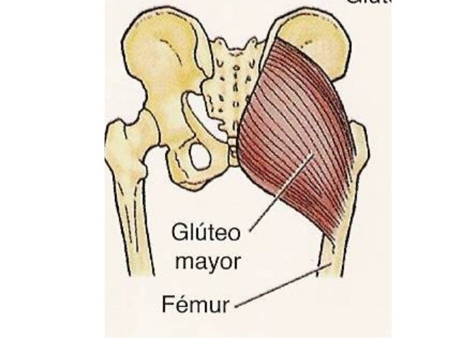 ANATOMIA REGION GLUTEA