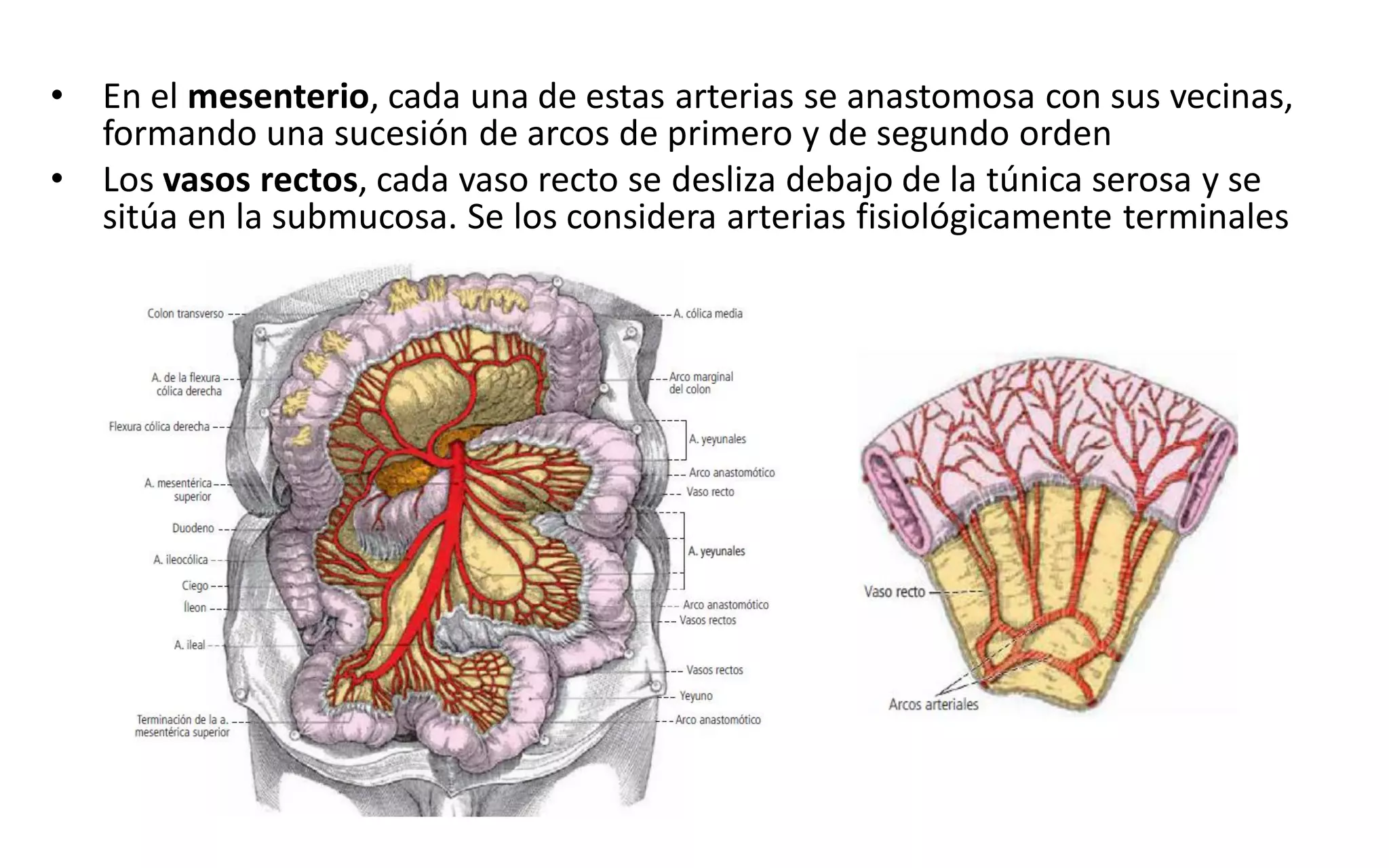 Anatomía del intestino delgado: Yeyuno íleon | PDF