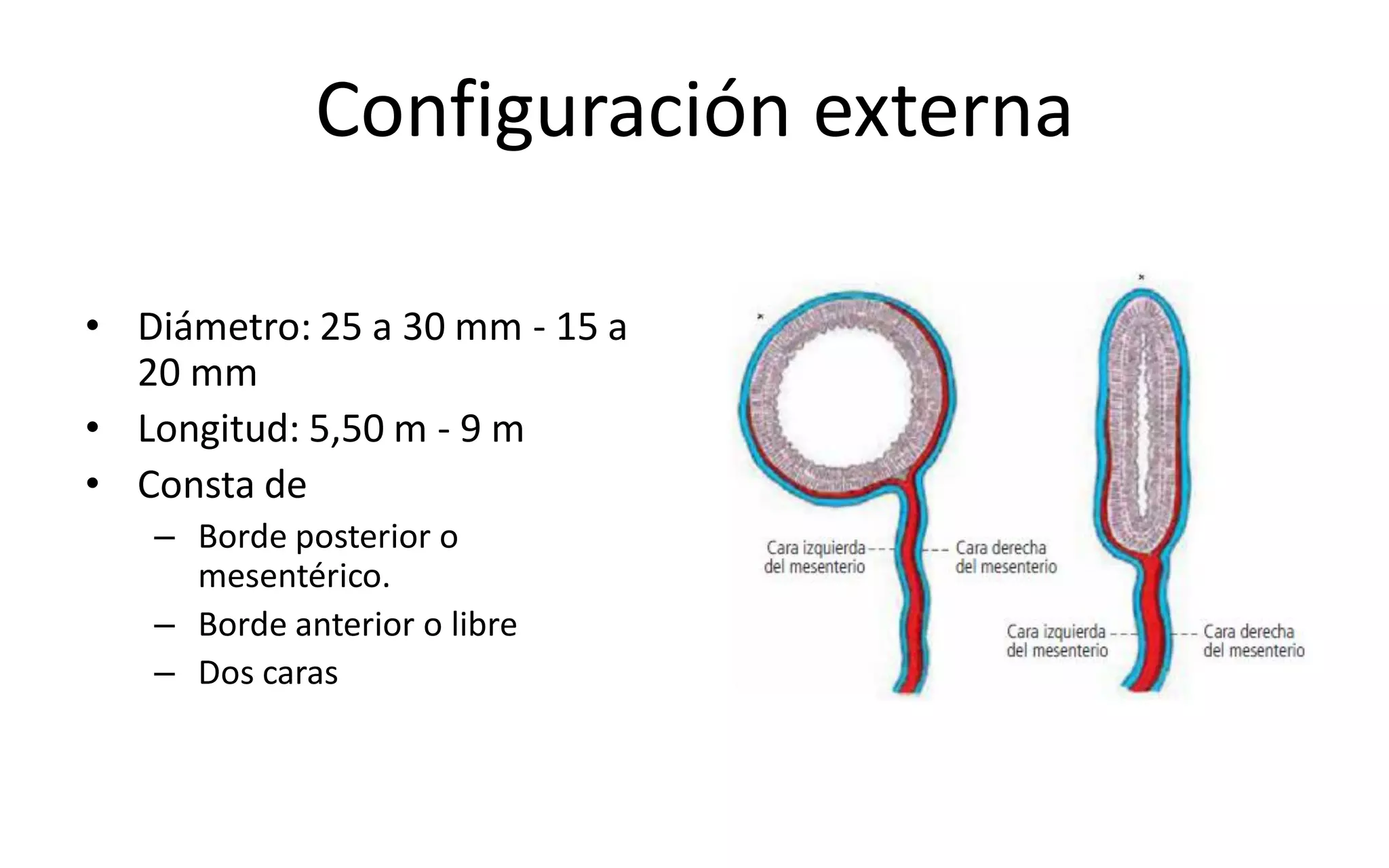 Anatomía del intestino delgado: Yeyuno íleon | PDF