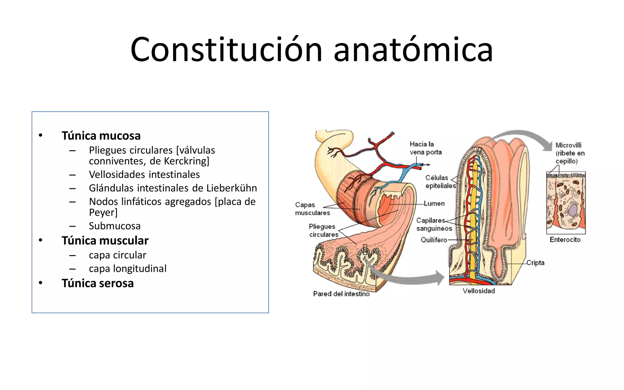Anatomía del intestino delgado: Yeyuno íleon | PDF