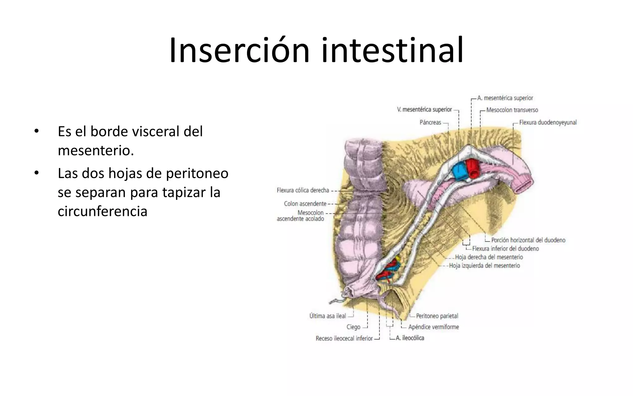 Anatomía del intestino delgado: Yeyuno íleon | PDF