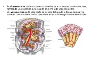 Anatomía del intestino delgado: Yeyuno íleon | PDF