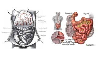 Anatomía del intestino delgado: Yeyuno íleon | PDF