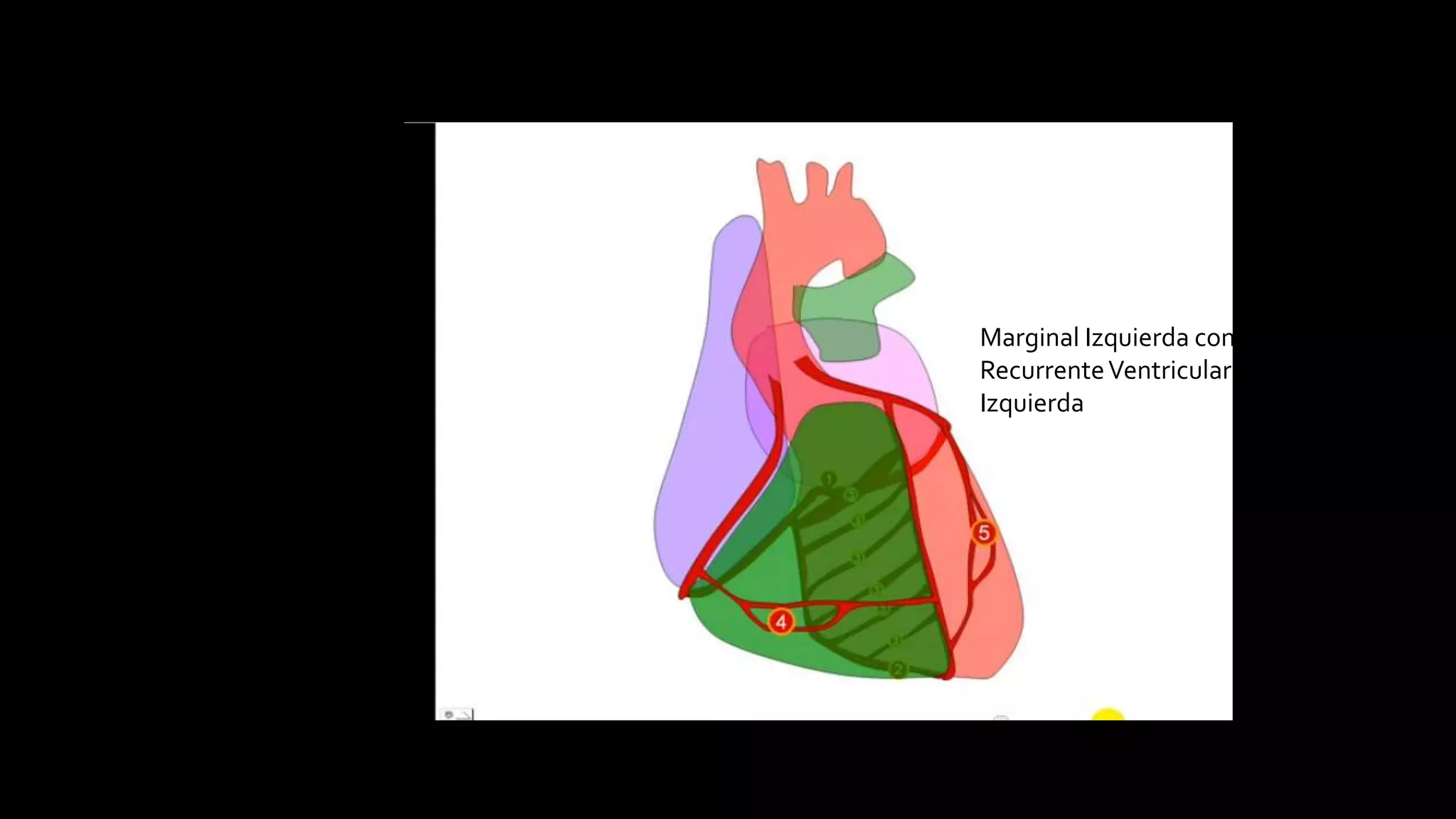 Clase 21 irrigacion arterial, venosa e inervacion del corazon | PPTX
