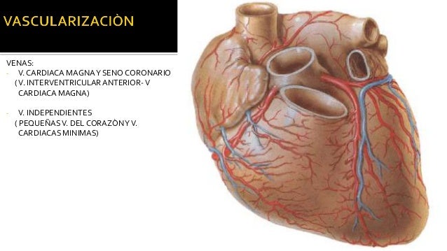 Clase 21 irrigacion arterial, venosa e inervacion del corazon