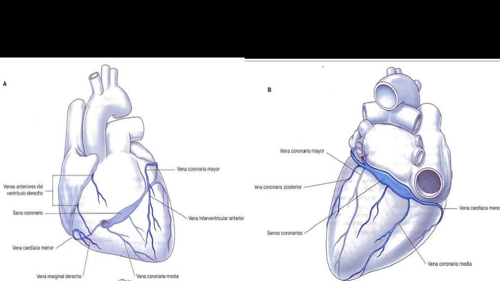 Clase 21 irrigacion arterial, venosa e inervacion del corazon