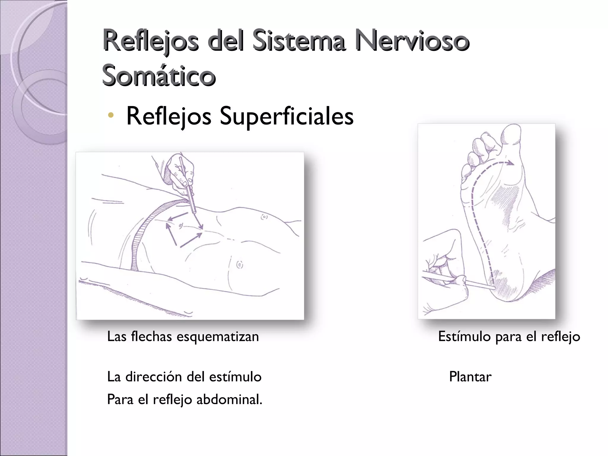 Clase 21 evaluacion reflejos superficiales y profundos | PPT