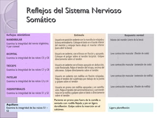 Clase 21 evaluacion reflejos superficiales y profundos | PPT