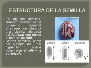 Clase 21 la semilla | PPTX