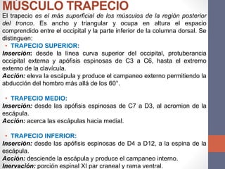 Clase 21 miologia de cuello y tronco (Segunda Parte) 2023.pptx