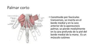 Músculos de la mano | PDF