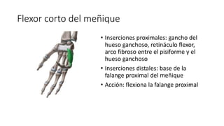 Músculos de la mano | PDF