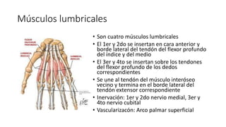 Músculos de la mano | PDF