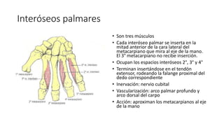 Músculos de la mano | PDF