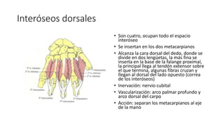 Músculos de la mano | PDF