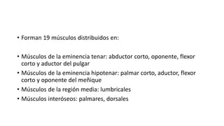 Músculos de la mano | PDF